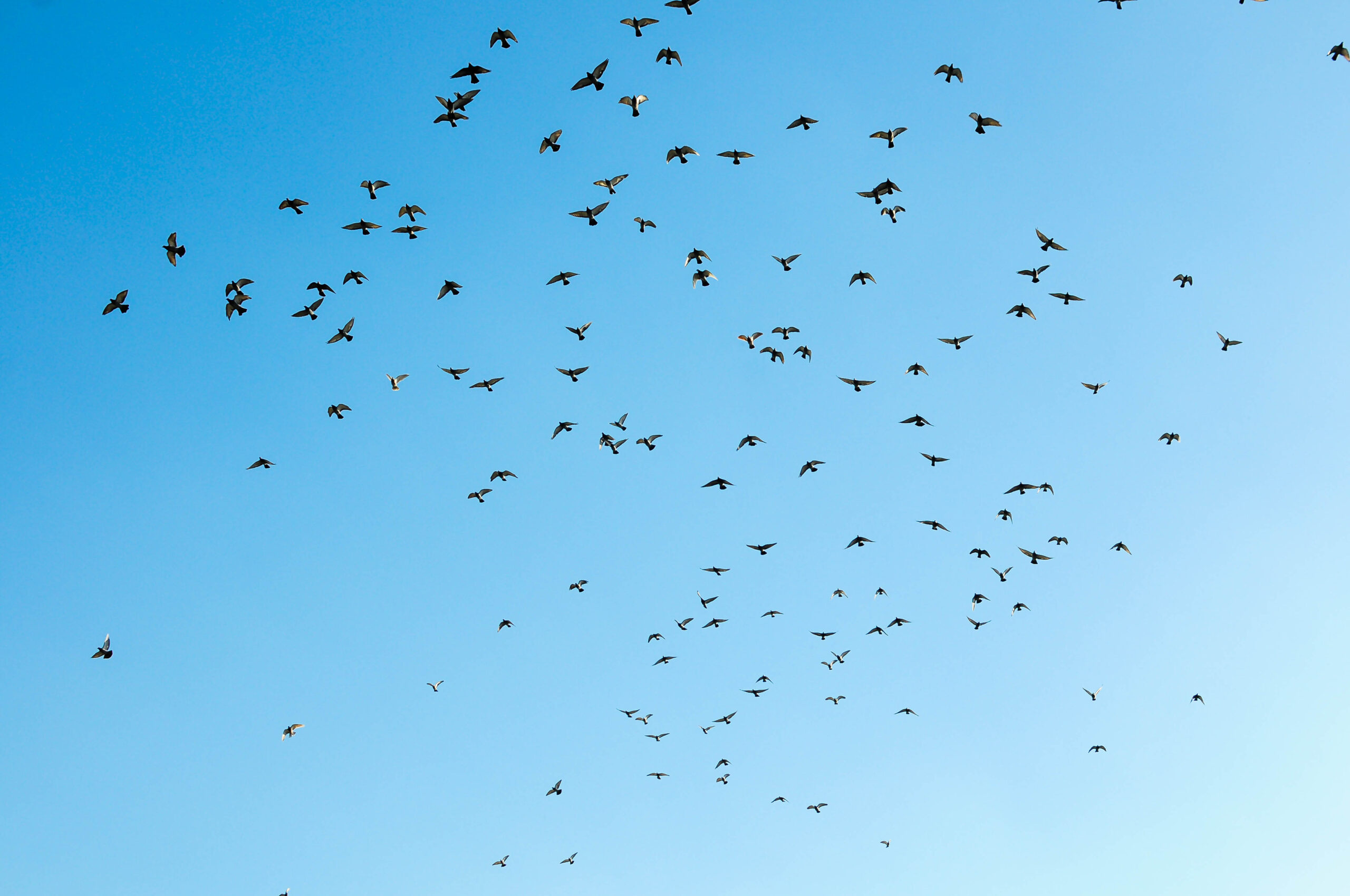 MeetUP: start nieuw seizoen - hemelsbreed